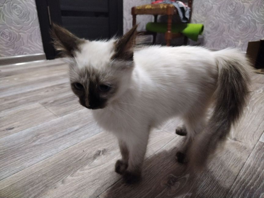 Нашли котенка отзовитесь хозяева