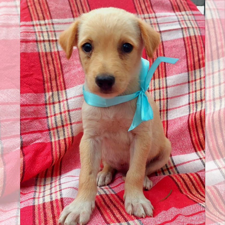 Крохотный Лео в дар