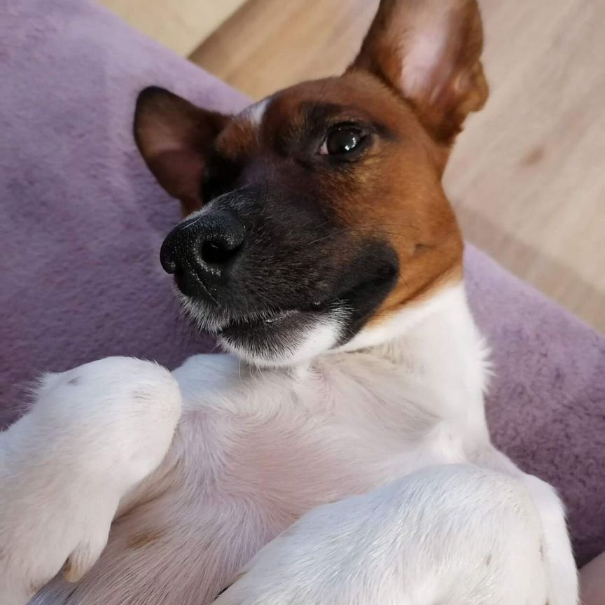 Случка собак