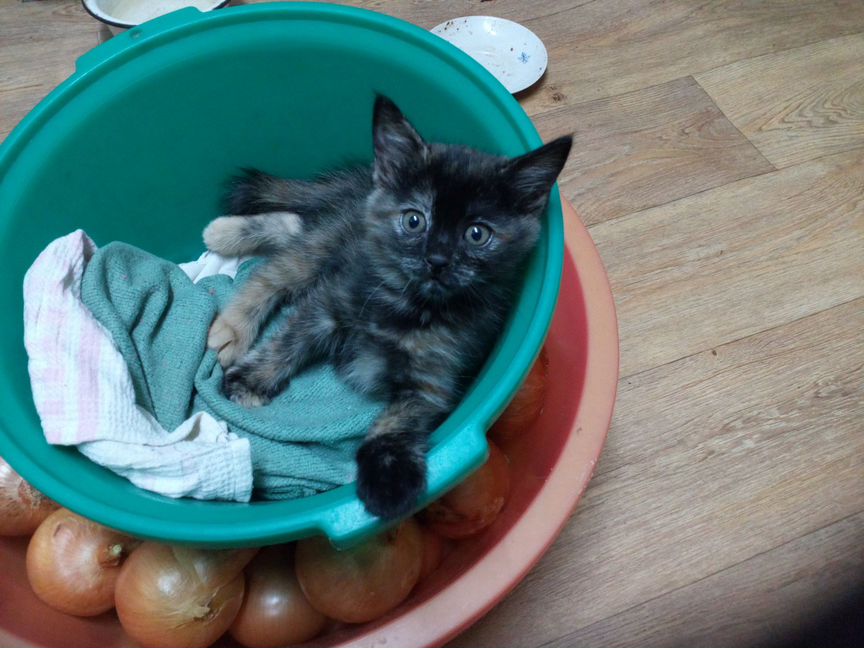Суперкотята в добрые руки