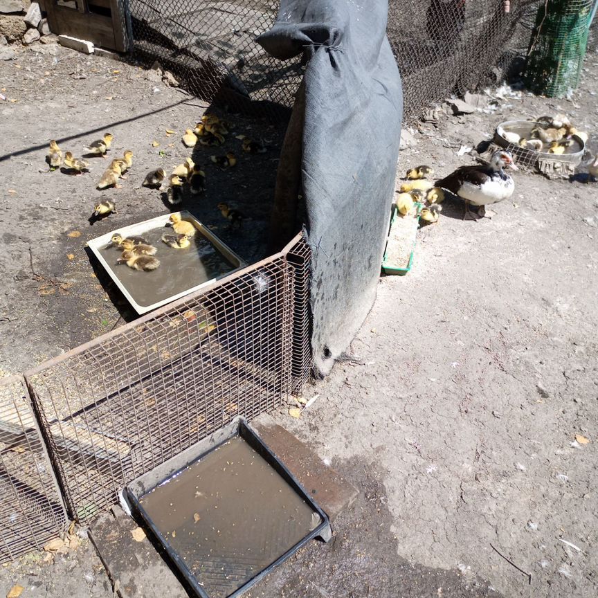 Утята шипуны, уже месяц, 35 шт