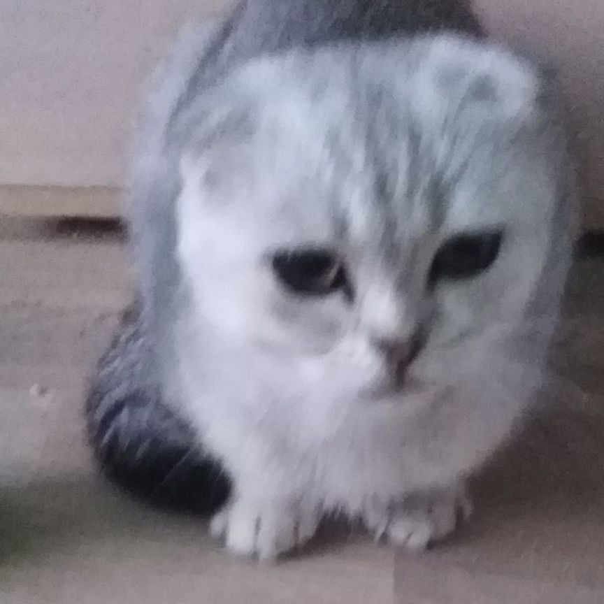 Серебристая шиншилла. Кот