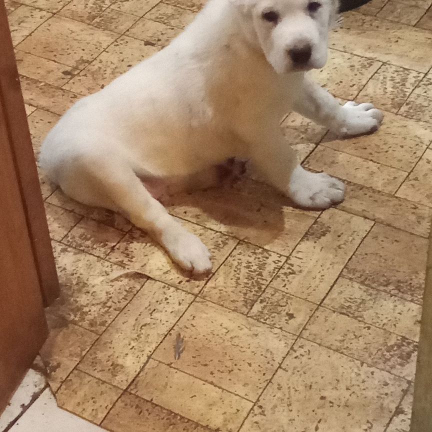 Продается кобель сао