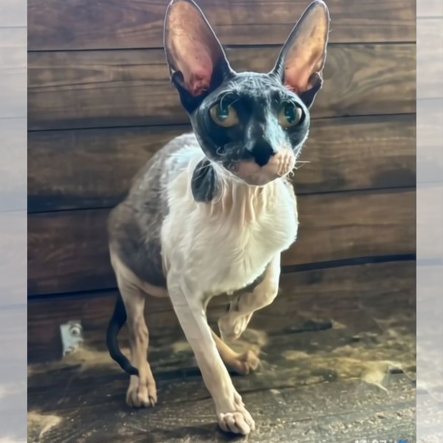 Корниш-рекс, взрослая кошка