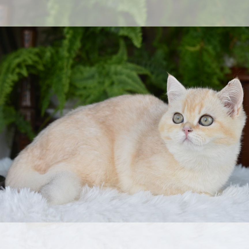 Британский короткошёрстный котёнок