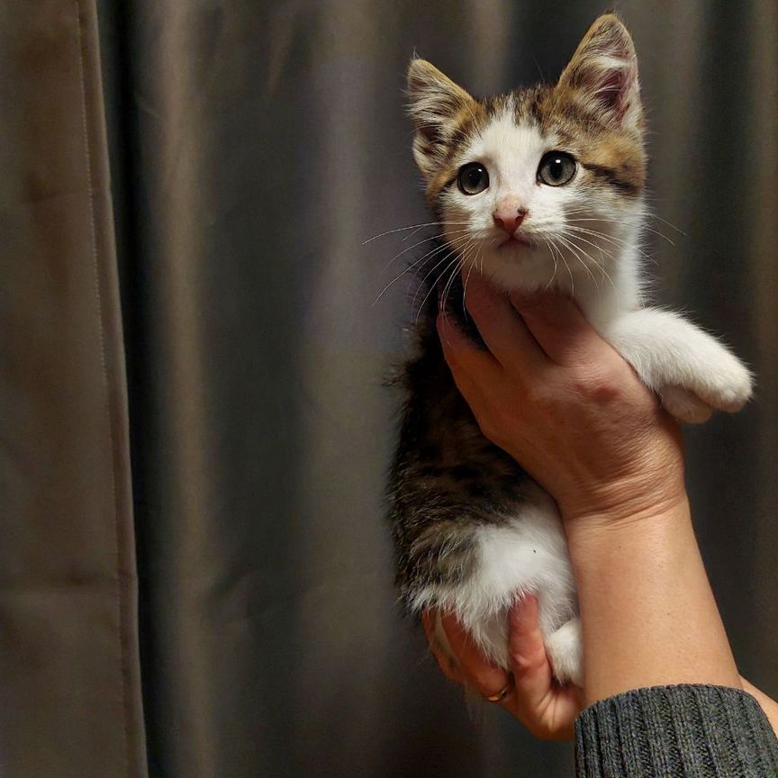 Котёнок в добрые руки