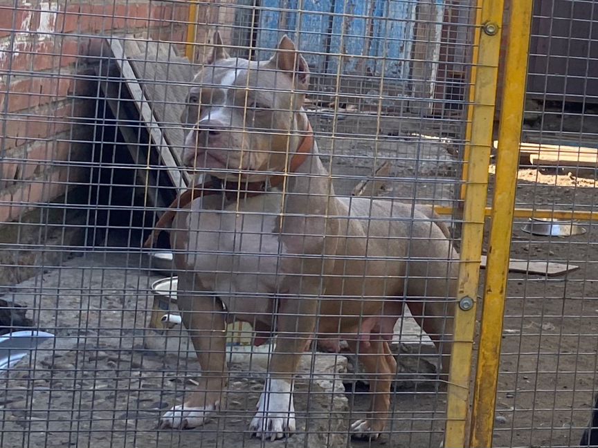 Сука ам булли покет 1,5 г в течке, возможна вязка