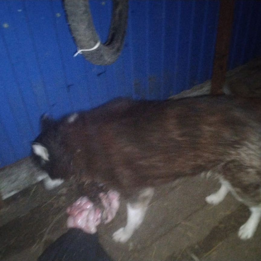 Собака в добрые руки отдам бесплатно