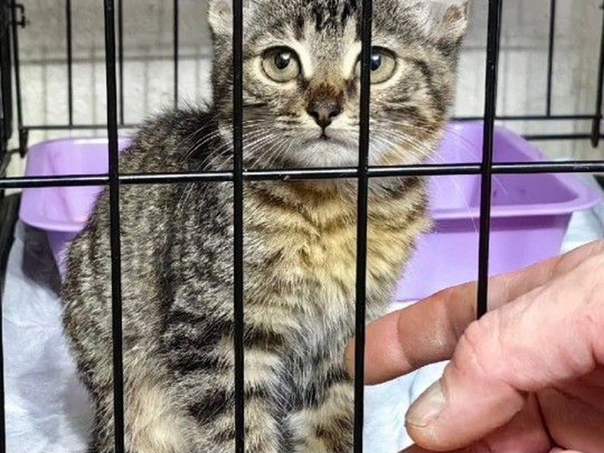 Большеухая котёнок-девочка в добрые руки