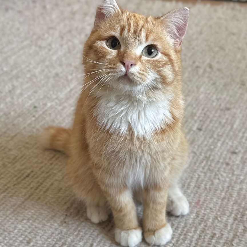 Котёнок в добрые руки