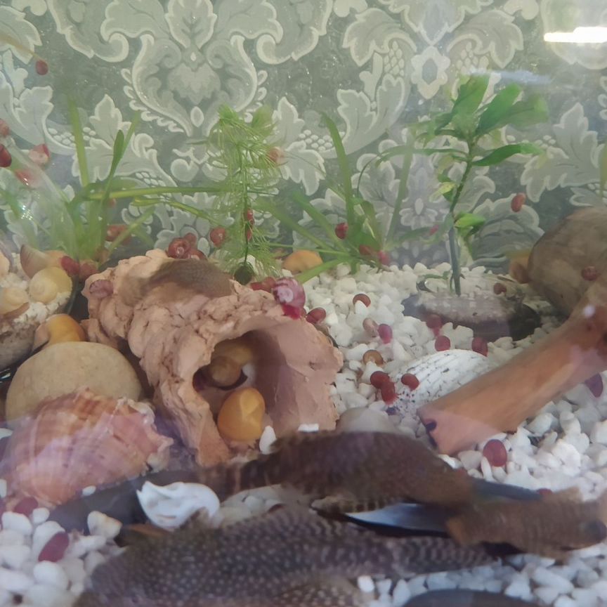 Аквариумные рыбки сомики