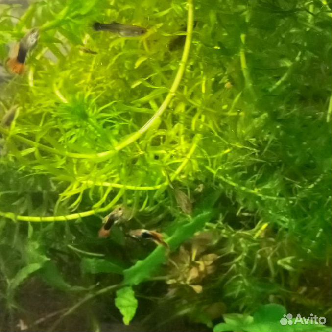 Аквариумнре гуппи