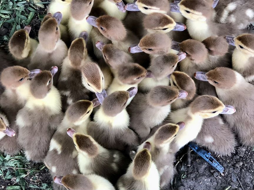 Домашние индоутята