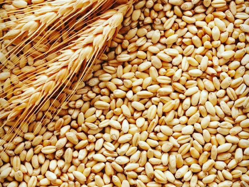 Пшеница 5 класс