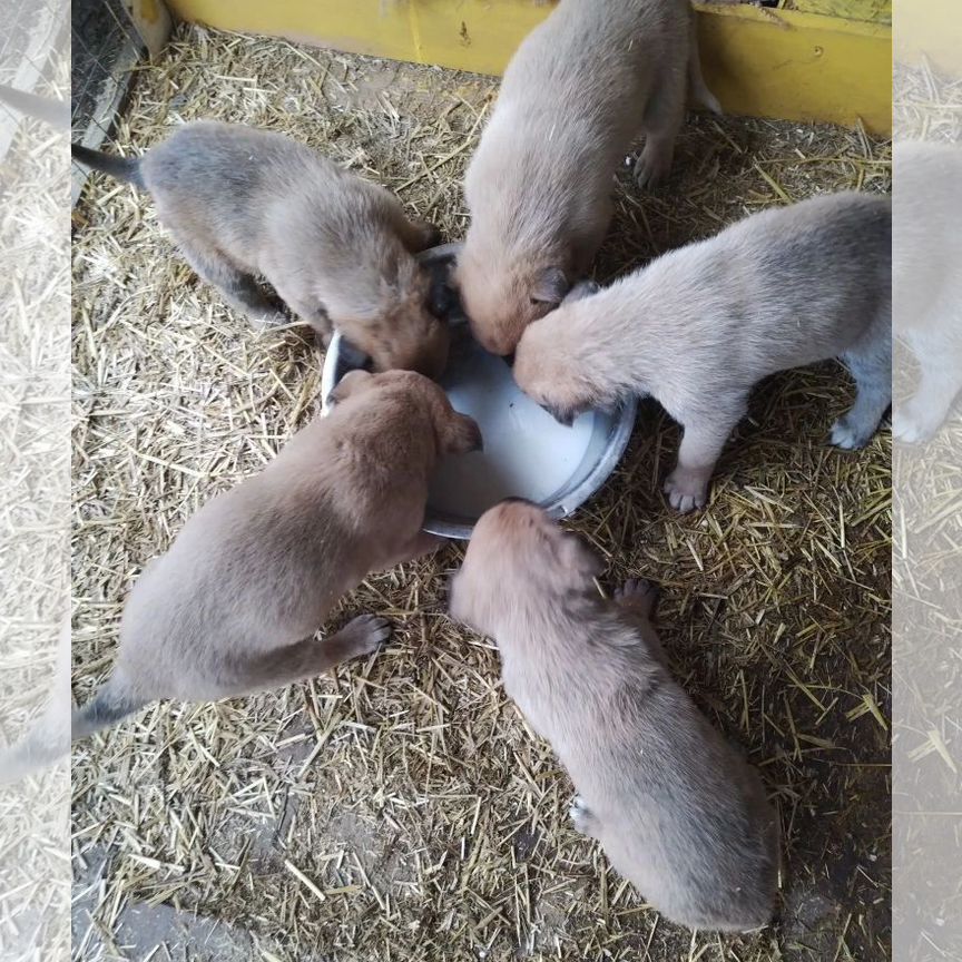 Бельгийская овчарка, щенок