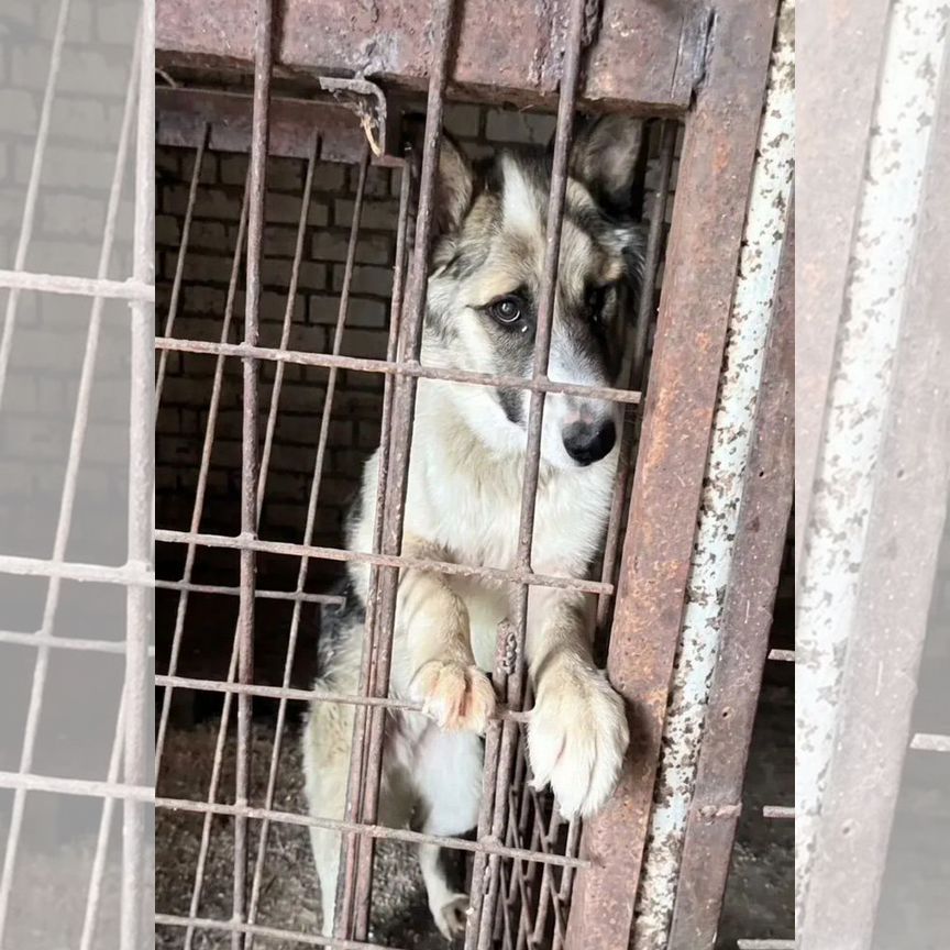 Взрослый пёс в добрые руки