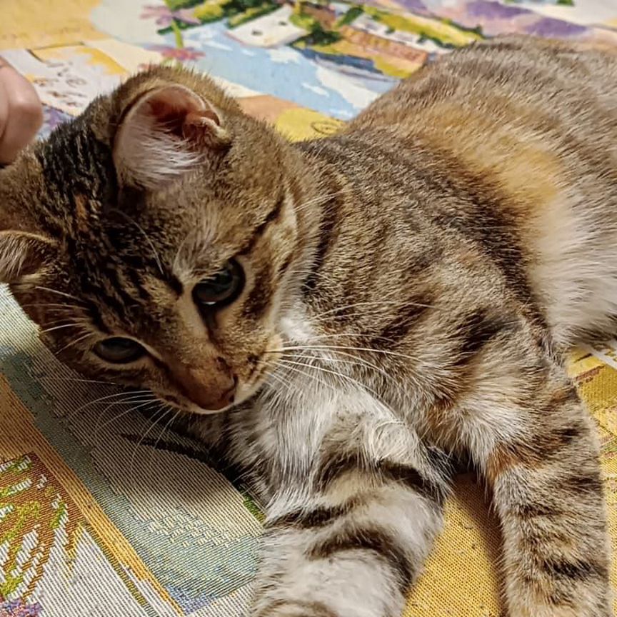Отдам в добрые руки