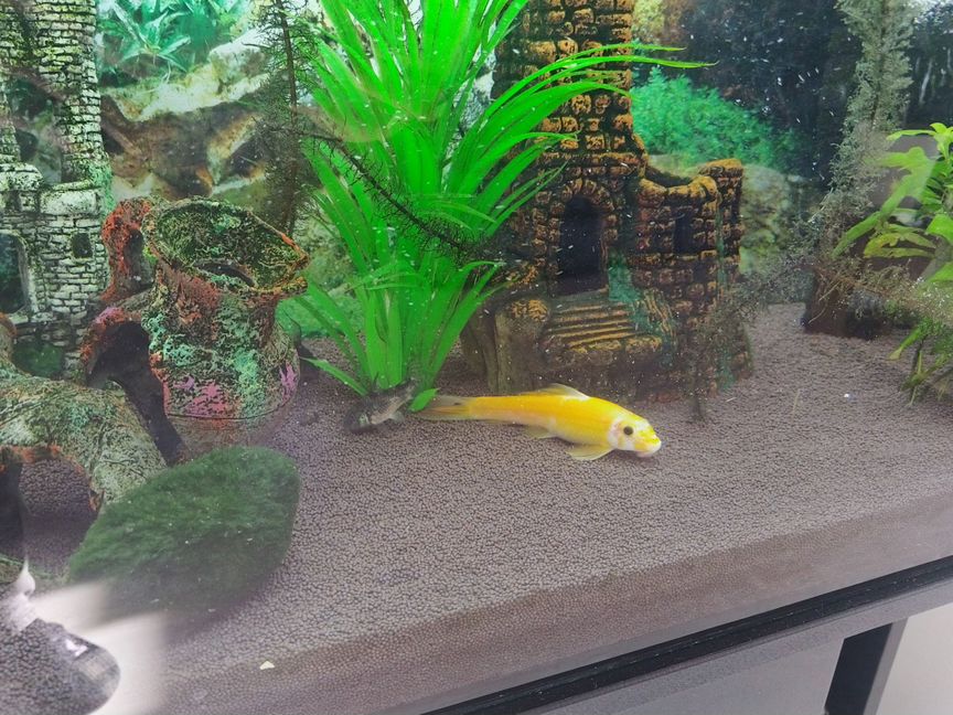 Аквариумные рыбки