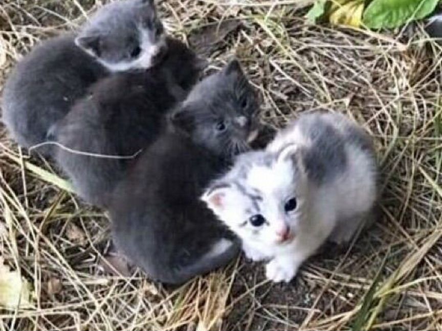 Котята в добрые руки бесплатно коты