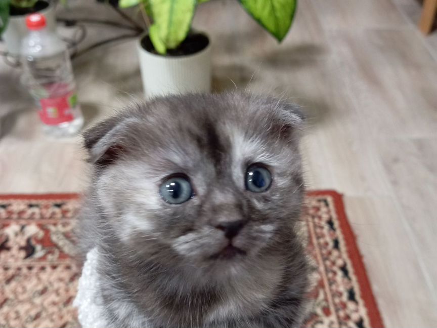 Шотландская вислоухая кошка
