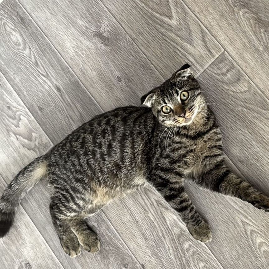Котенок ищет дом