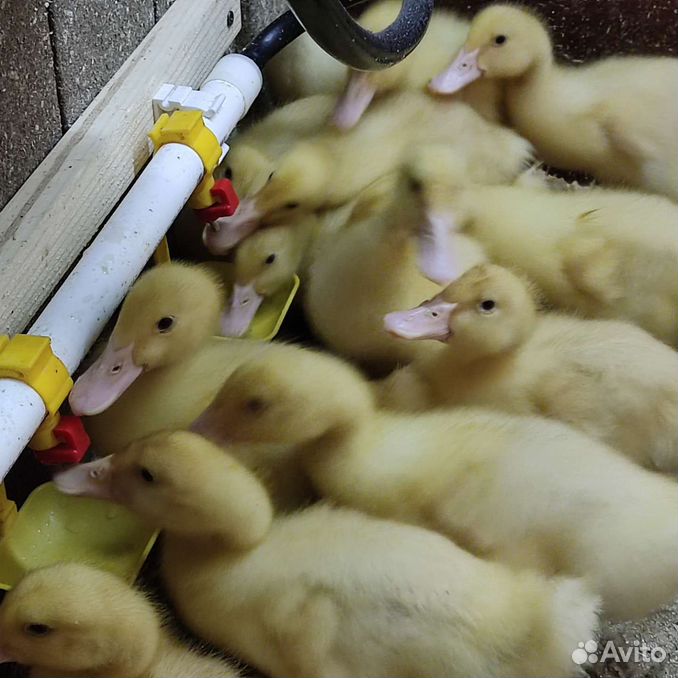 Подрощенные утята индоутки