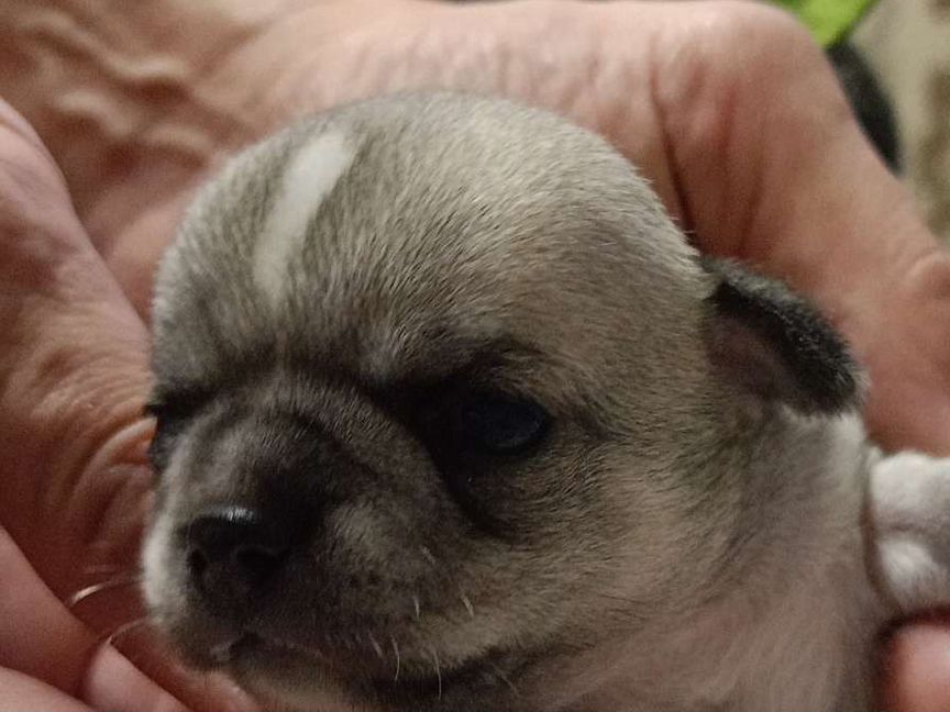 Продаётся щенок мальчик чихуахуа