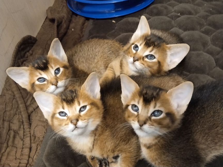 Абиссинские котята