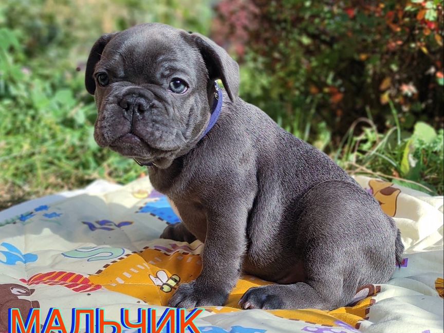 Элитные щенки французкого бульдога