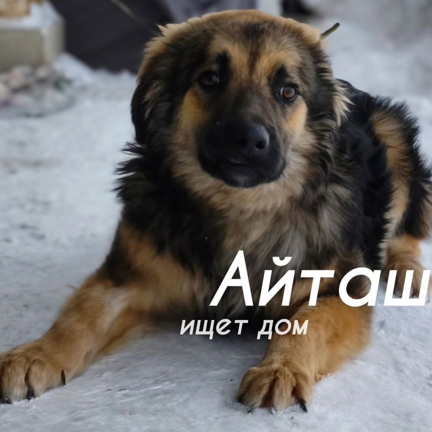 Взрослый пёс в добрые руки