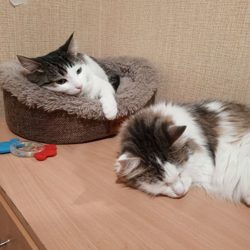 Отдам кота и кошку в добрые руки