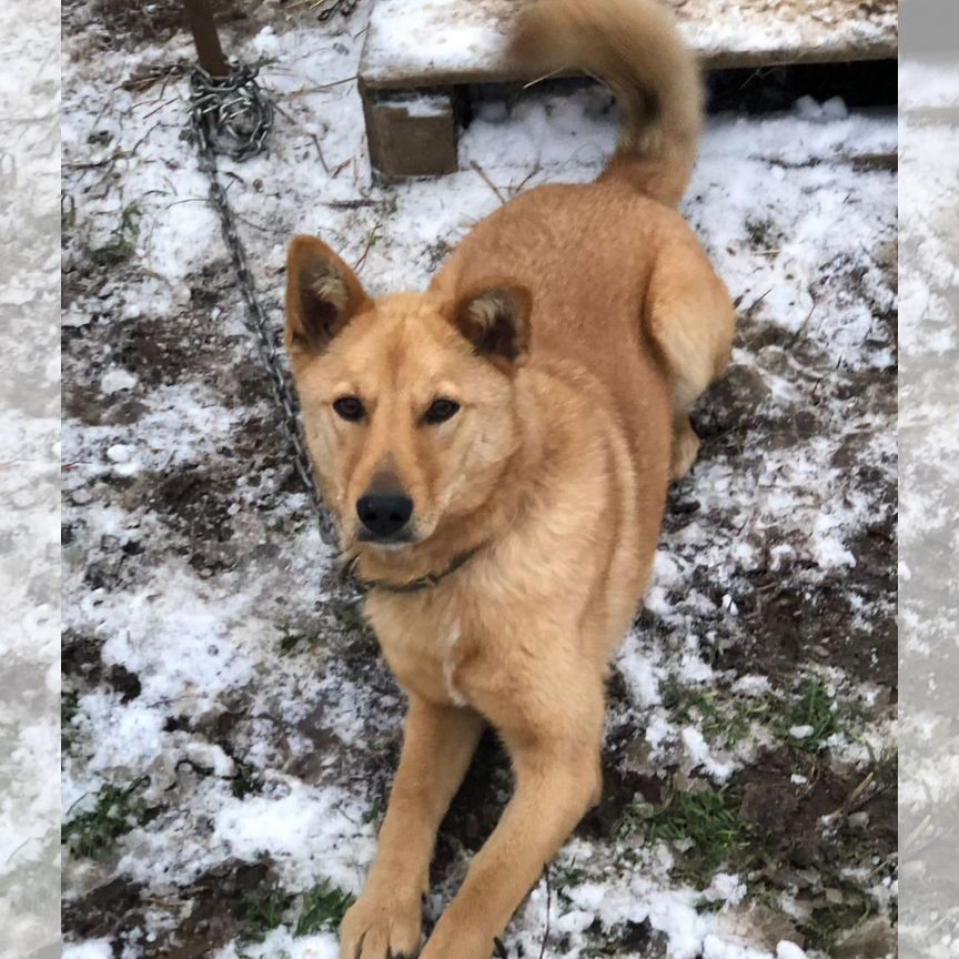 Взрослая собака в добрые руки