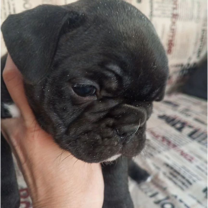 Французский бульдог, щенок