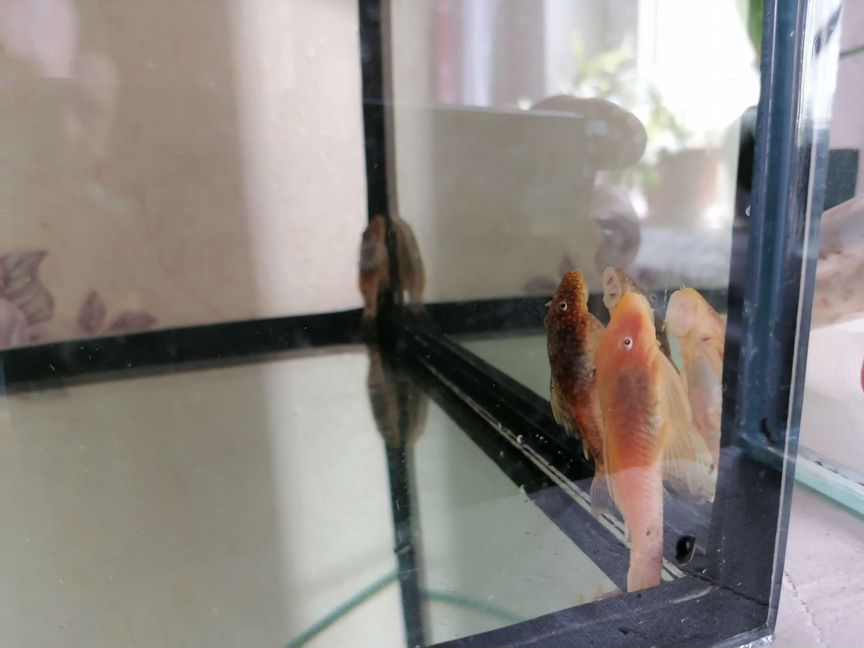 Анцитрус, скалярии, ампулярии