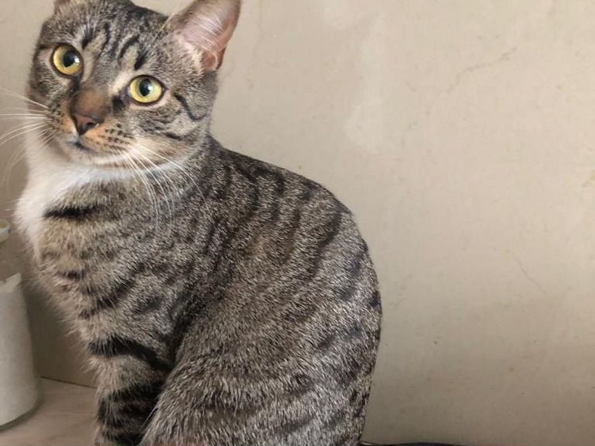 Игривая полосатая кошка в добрые руки