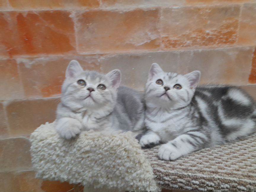 Мраморные котята шотландские