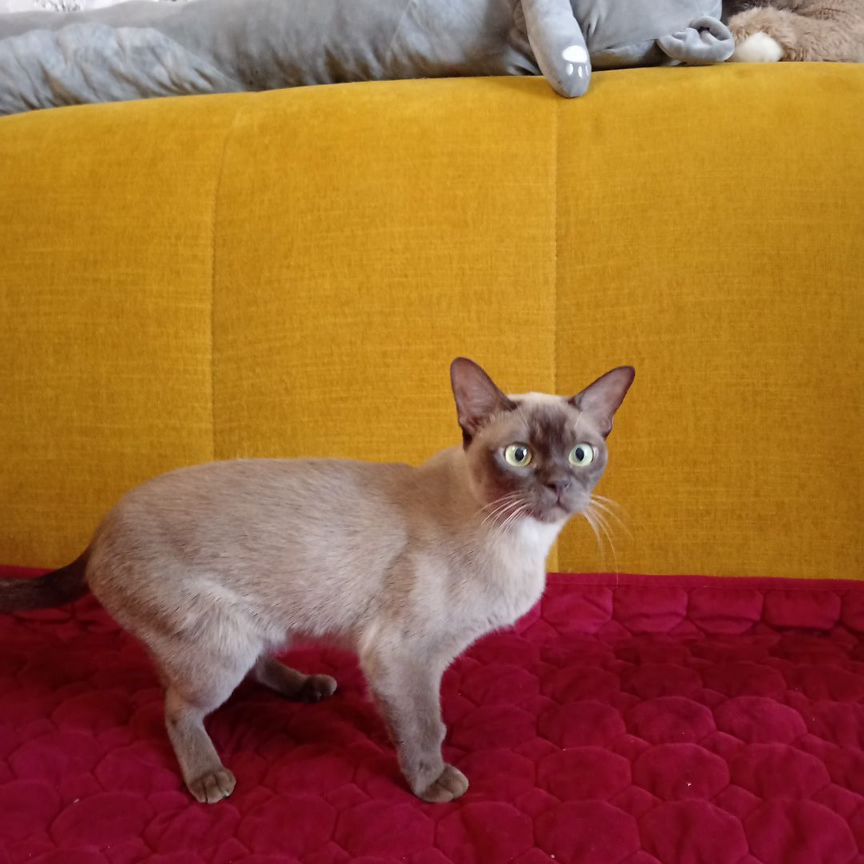 Европейская бурманская кошка, взрослая