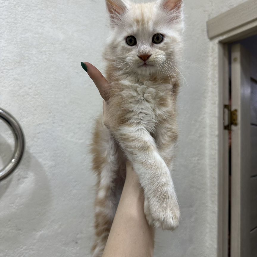 Красный котенок мейн-кун с документами