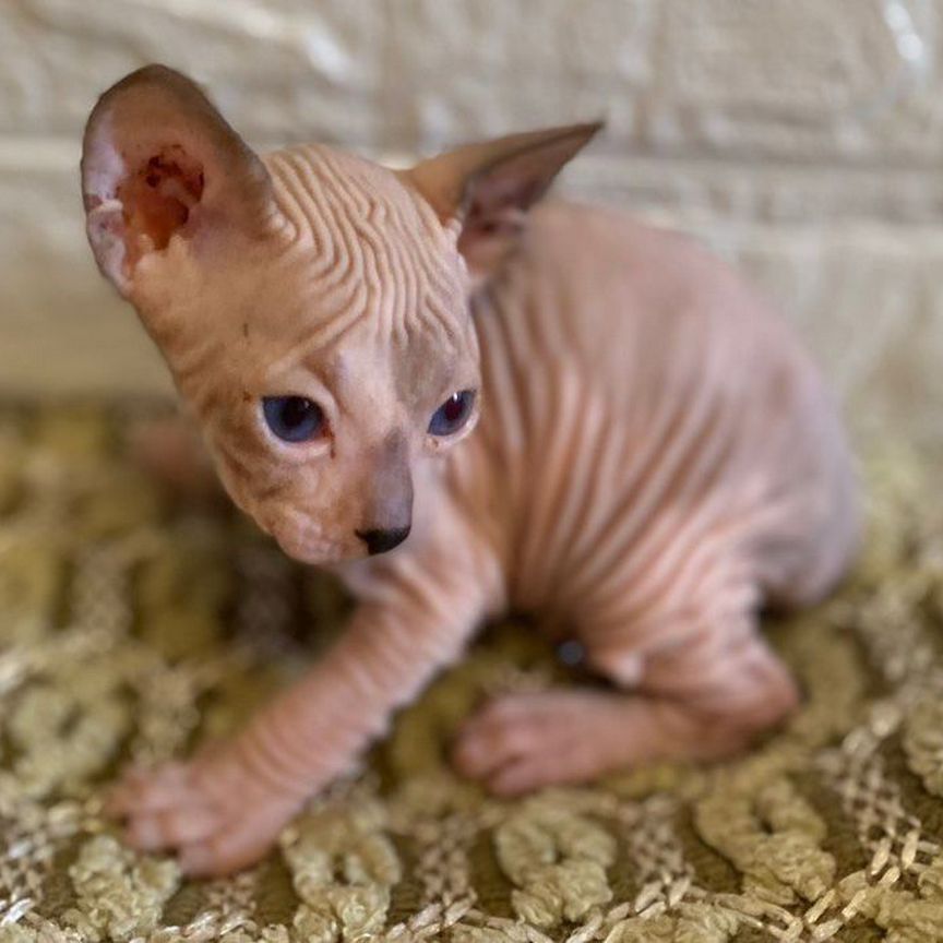 Котята породы Донской Сфинкс