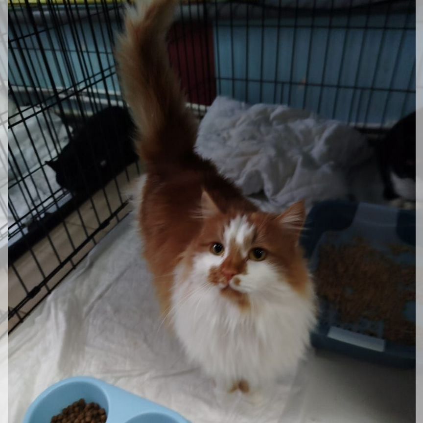 Взрослая, кошка в добрые руки