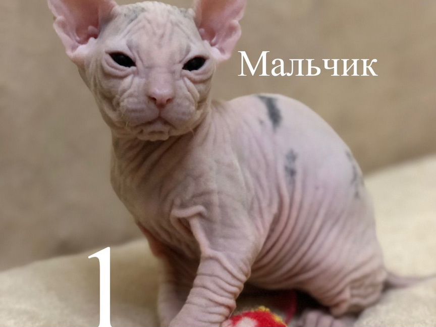 Донской сфинкс котята