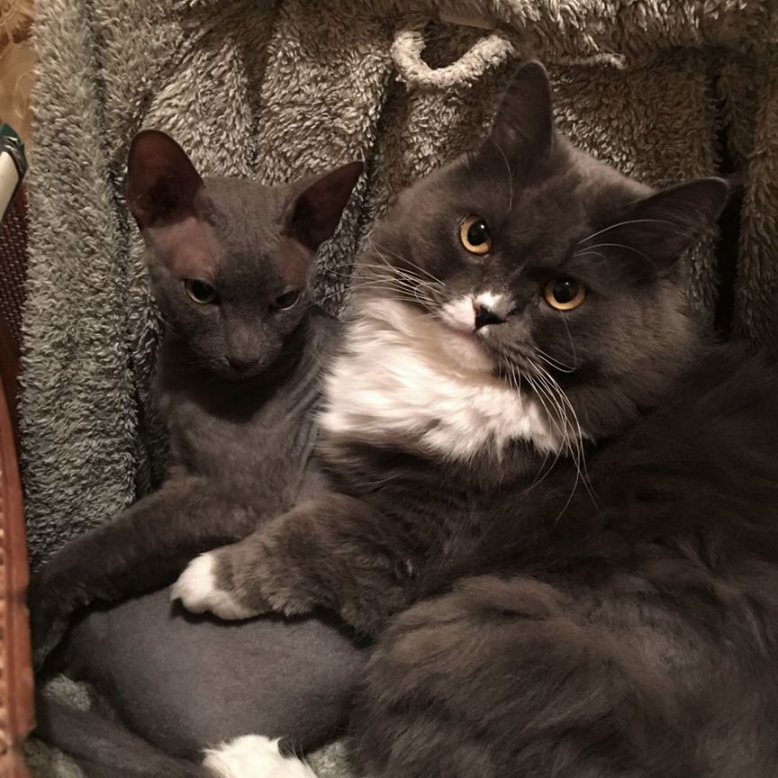 Два Братика ищут заботливую и любящую семью