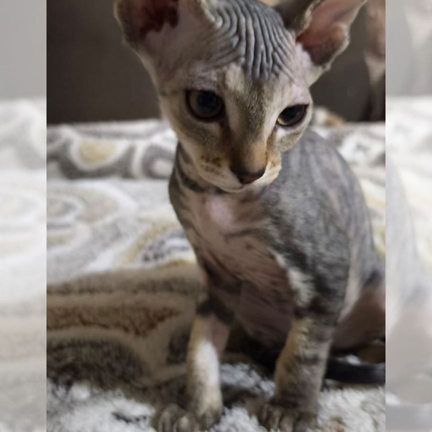 Донской сфинкс котёнок