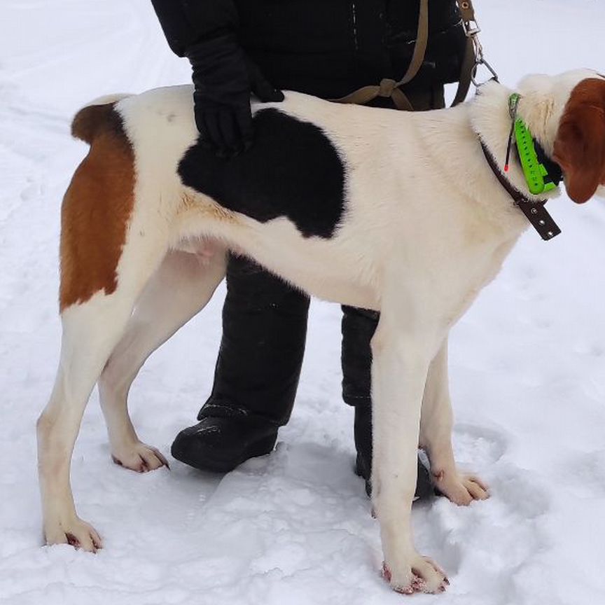 Русская пегая гончая, щенок