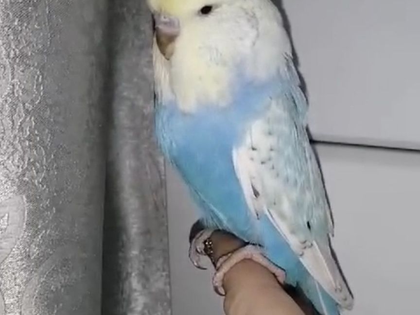 Выставочный волнистый попугай Ввп Чех