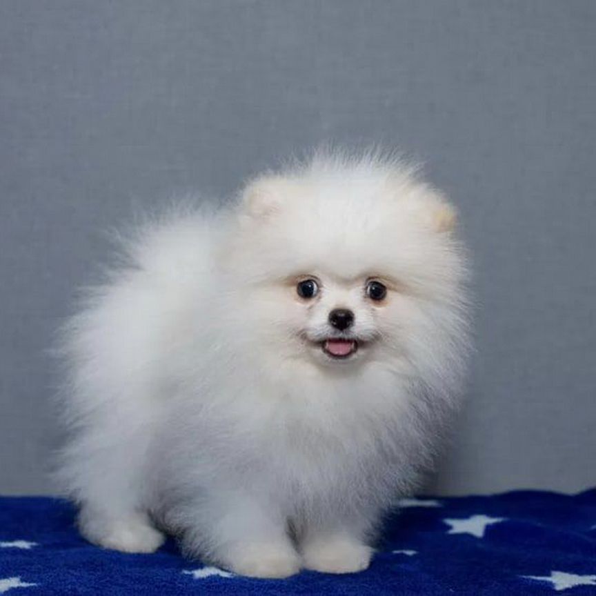 Очаровательные шпицы ищут дом