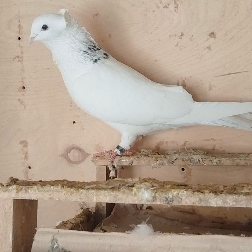 Голубь