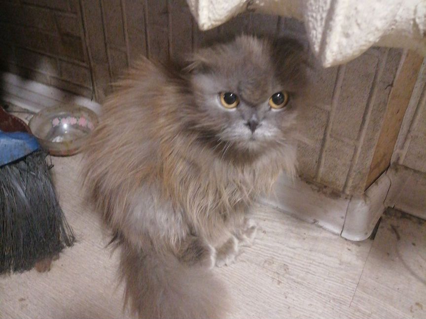Шотландская вислоухая кошка
