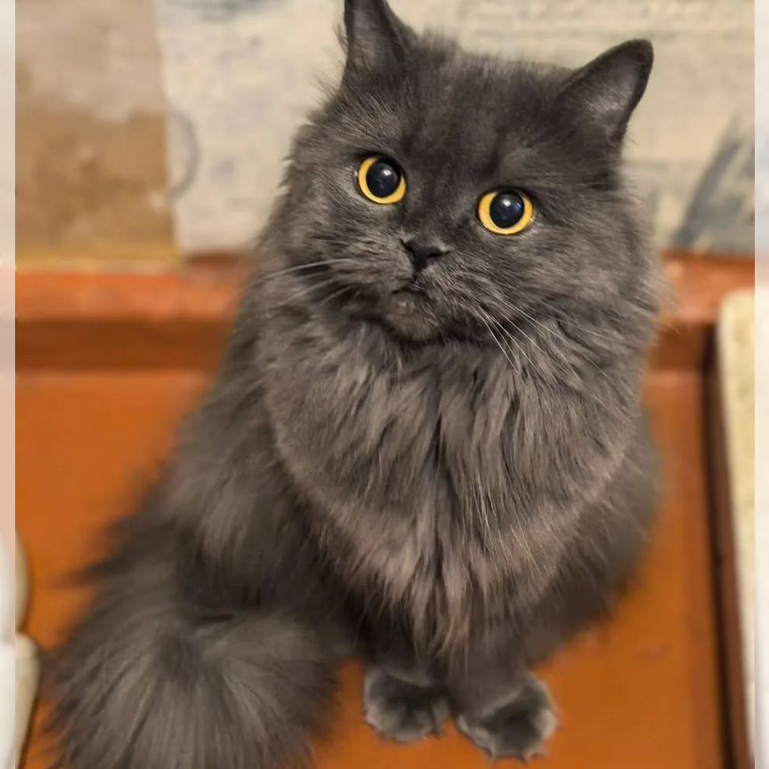 Взрослая, кошка в добрые руки