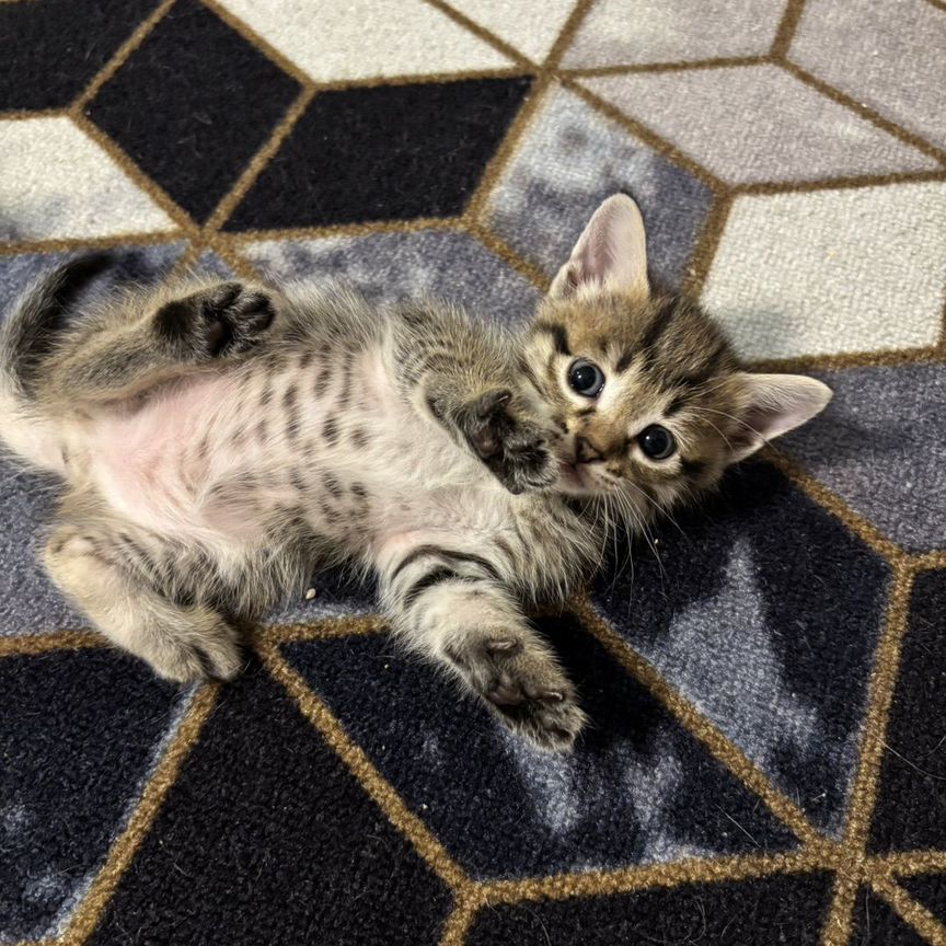 Котенок